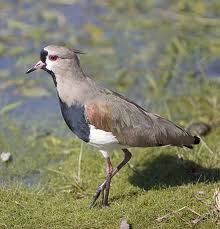 Aves de Entre Rios: El Tero