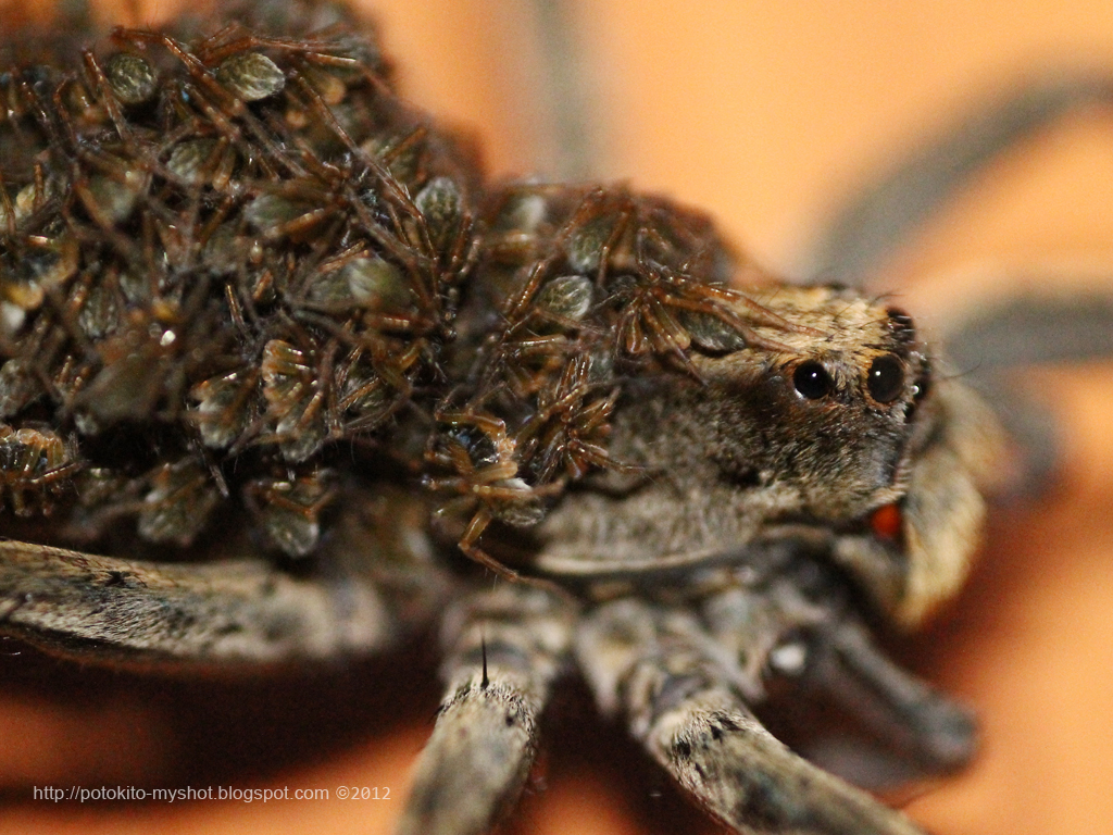 My Shot Gallery of Bengkulu: Wolf Spider (Hogna sp)