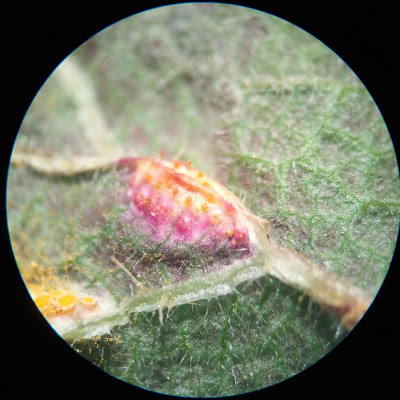 Misidentifying Fungi: Rusty nettle