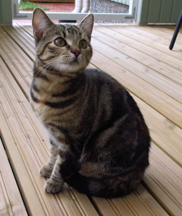 Kiskatit: Terassi valmis