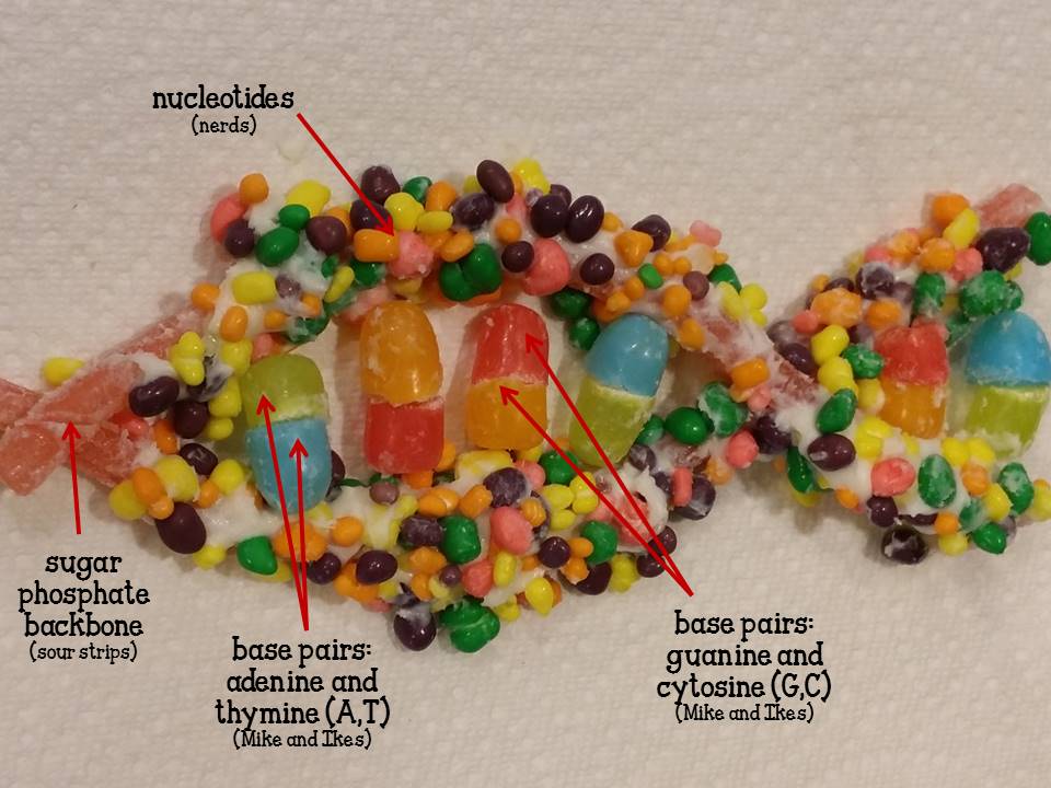 Lights... Camera... TEACH!: DNA in a YUMMY way
