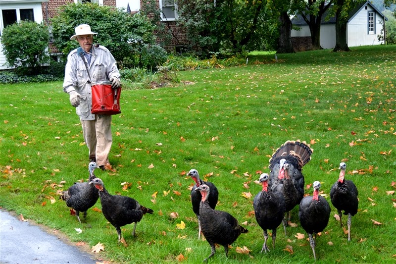 Capadia Designs: Turkeys and Apples