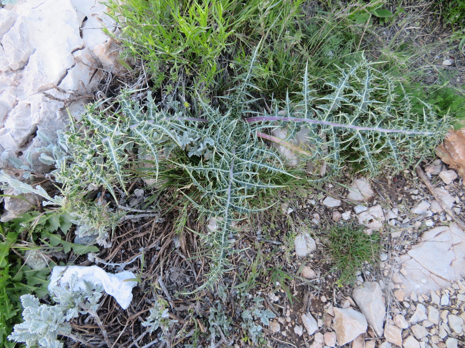 Cittaslow Botanik Park: ÇAM SAKIZINDAN DAMLA SAKIZINA