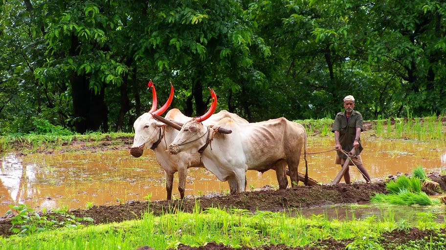 InLoveWithNature: Alluring nature and Indian village farms