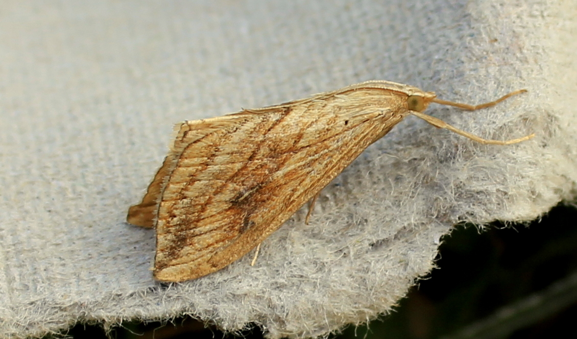 limerick-birder.blog: Lots and lots of Moths