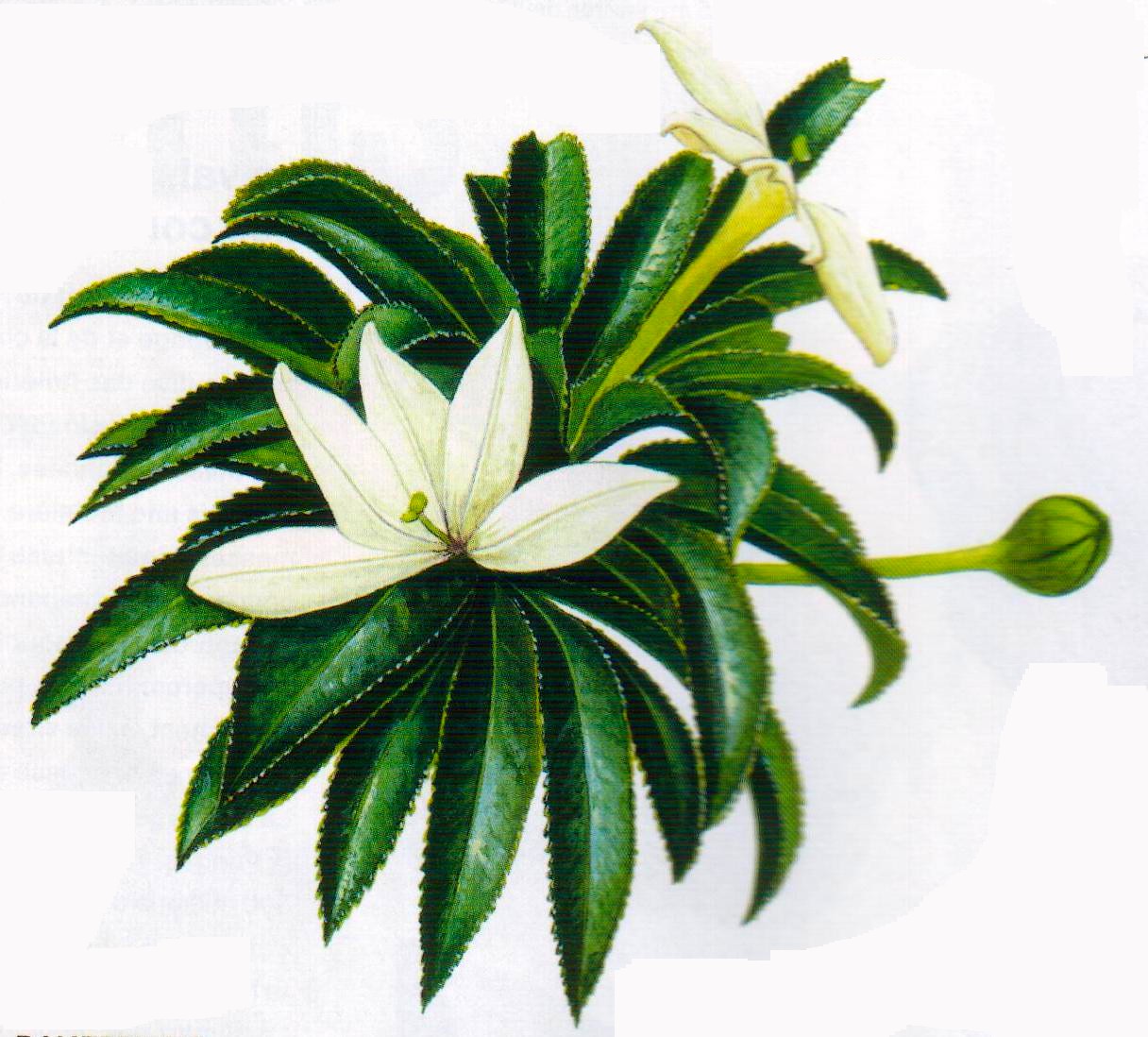 "S" obéit et "R" agit: Tiare Tahiti