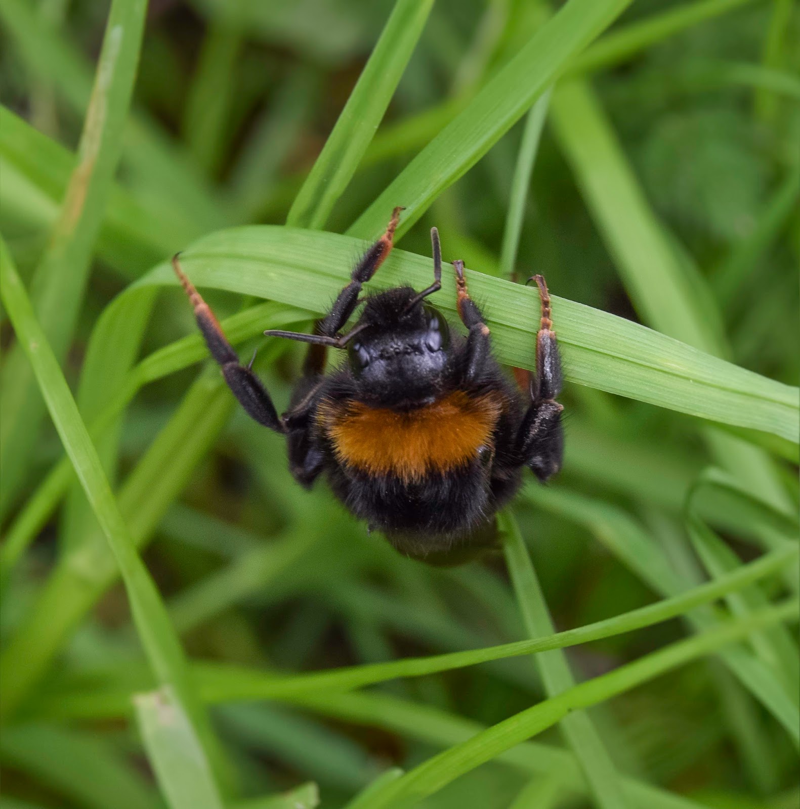 Wafflemama.: Giant Bee || Photo Project 365