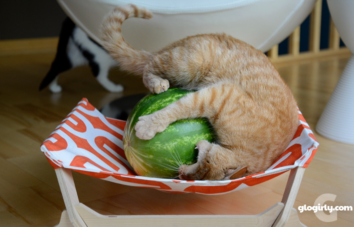 GLOGIRLY: Cats & Watermelons
