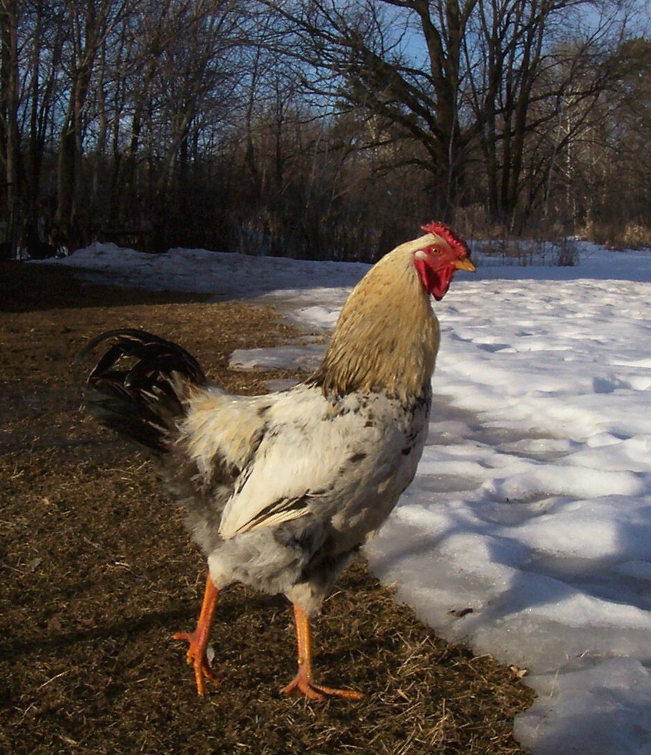 Notes from a Jewish Thoreau: The Kapparot ritual -- how tradition has ...