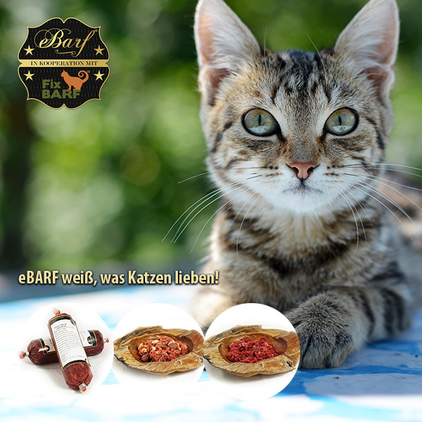 katzen-kultur: Barf für Katzen