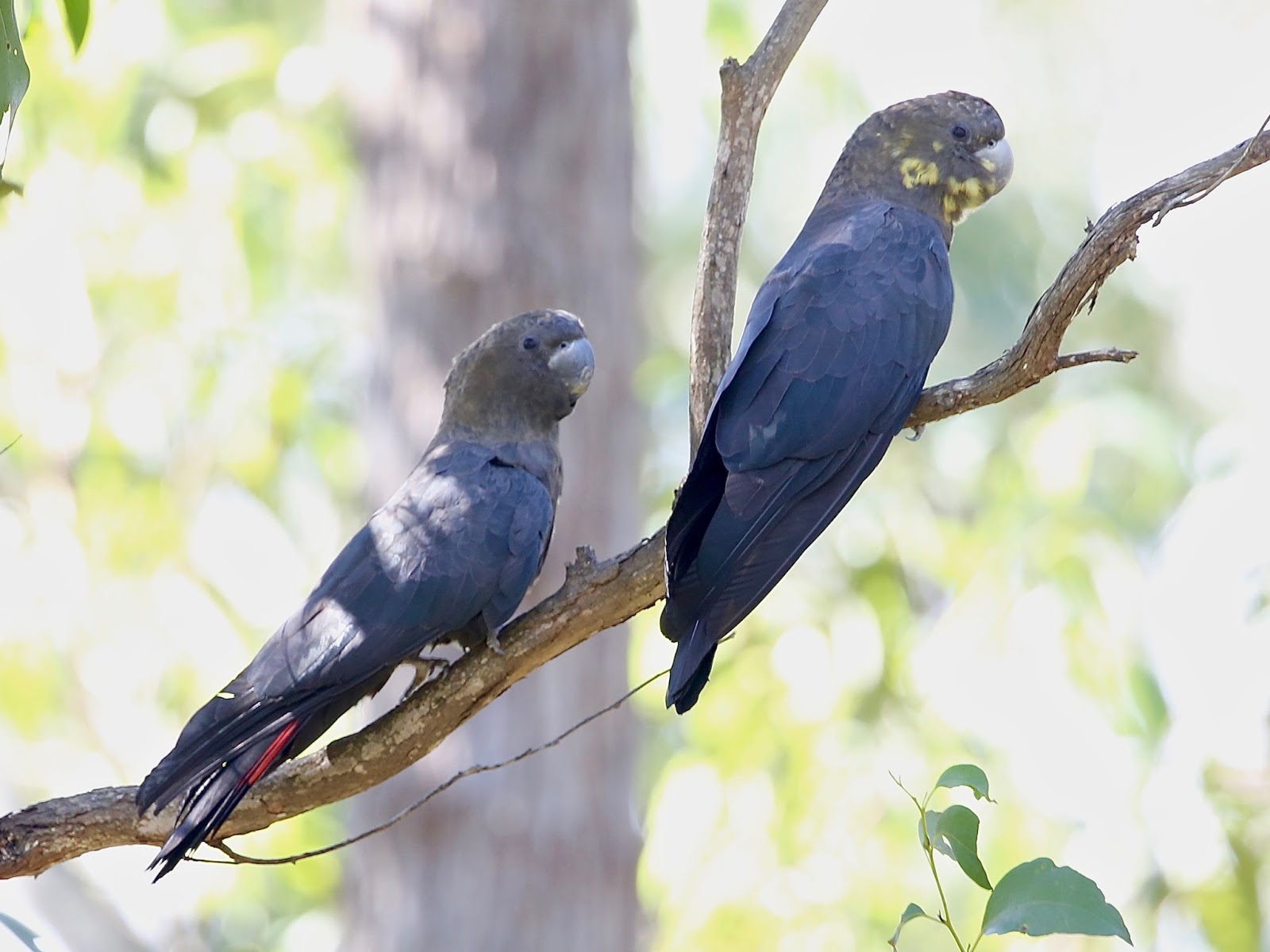 Avithera: Glossy Black-Cockatoo