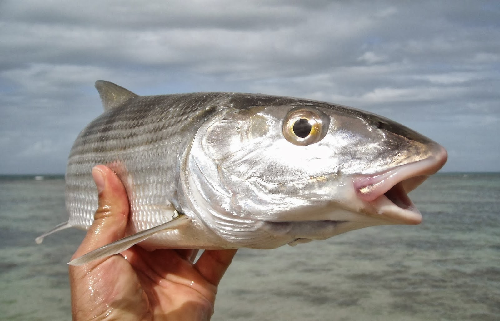 Pesca intorno al mondo: A Spinning nelle Flats