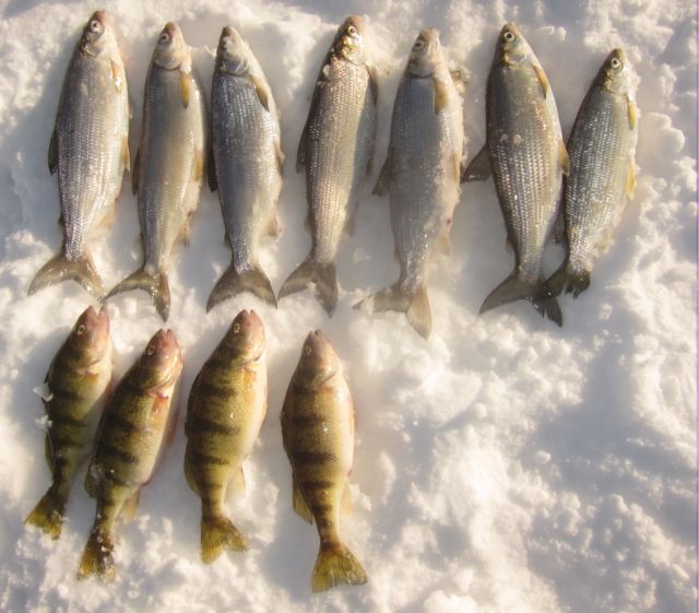 Fishin' with Dave: Tullibee Time