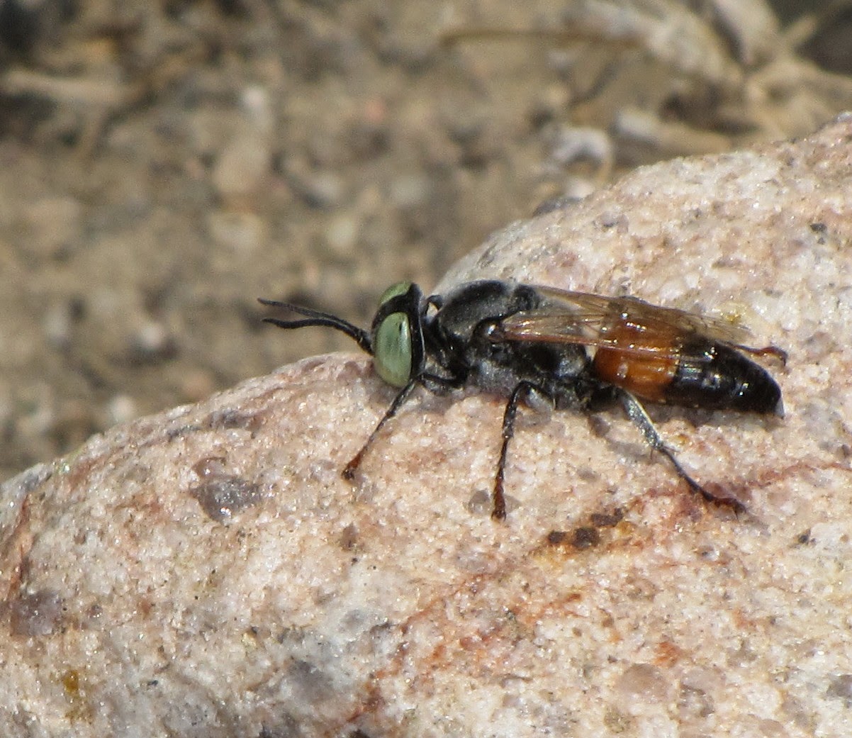 Bug Eric: Green-eyed Wasps, Tachytes