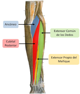 Extensor%2Bpropio%2Bdel%2Bme%C3%B1ique.png