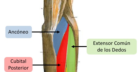Extensor%2Bpropio%2Bdel%2Bme%C3%B1ique.png