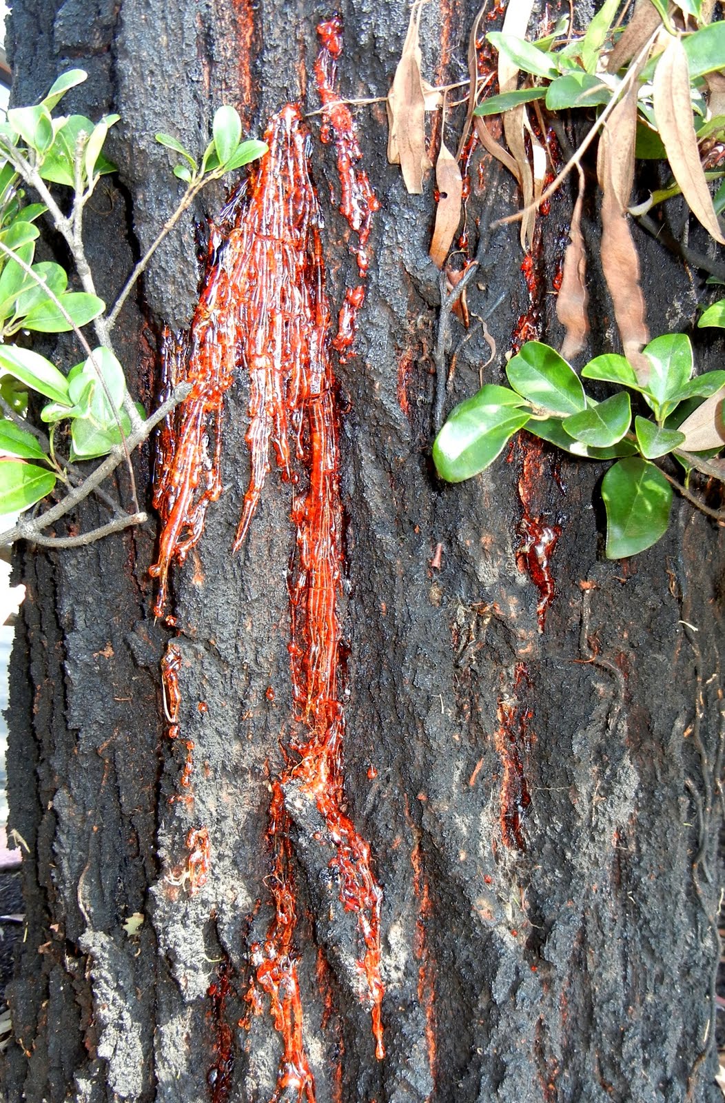 A photo, A thought............: Observation: Plant resins.....the gummy ...