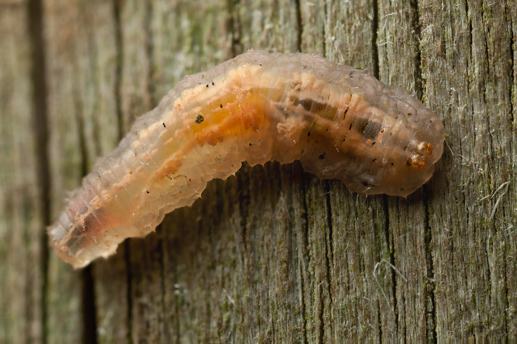 phils photographic adventures: Jan 8th Alian Blob and springtails at ...