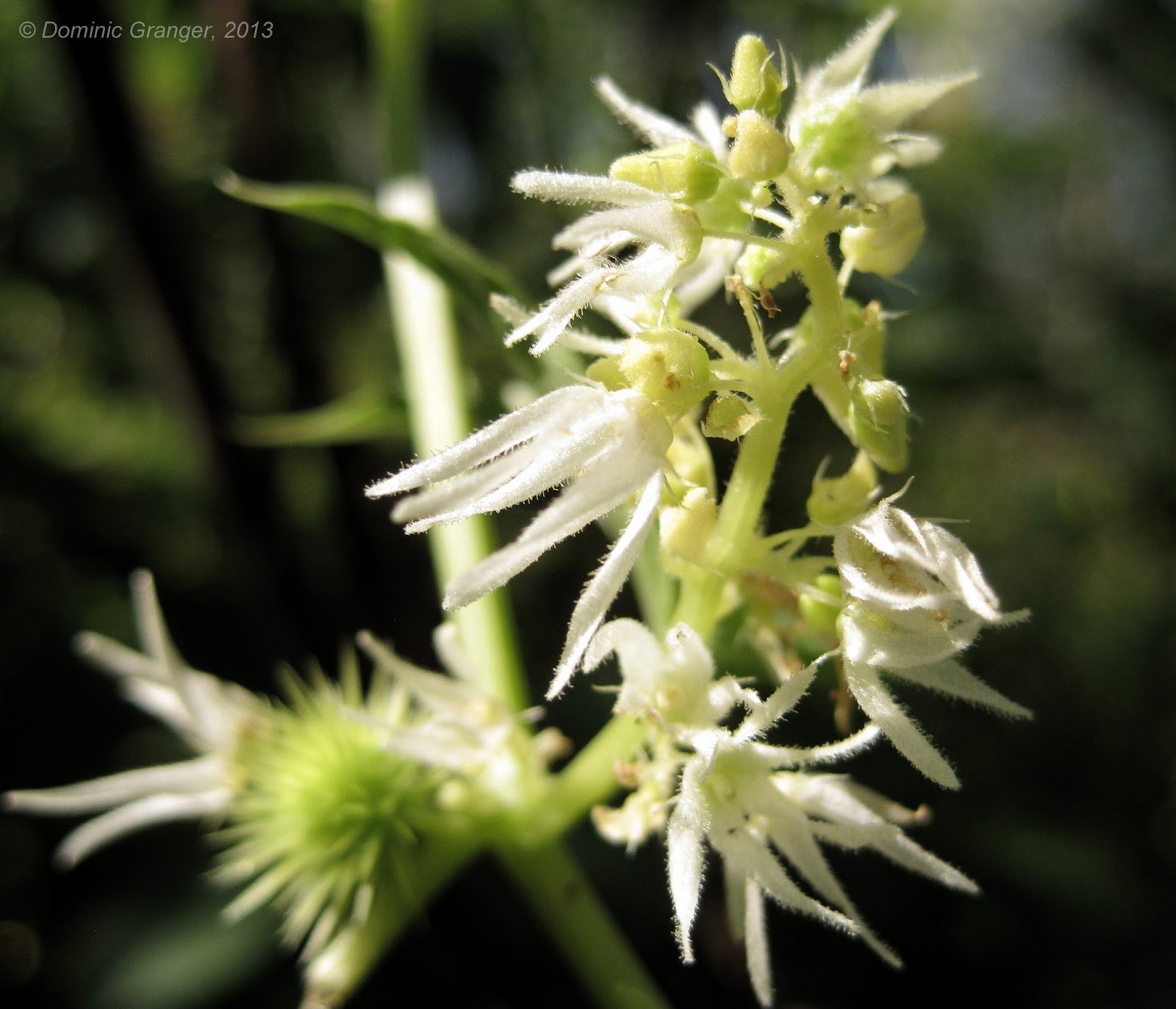 Carnet naturaliste: Concombre grimpant, Echinocystis lobata, Wild Cucumber