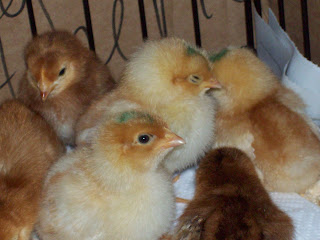 My Chicken And Egg Journal: Cherry Egger Chicken Breed