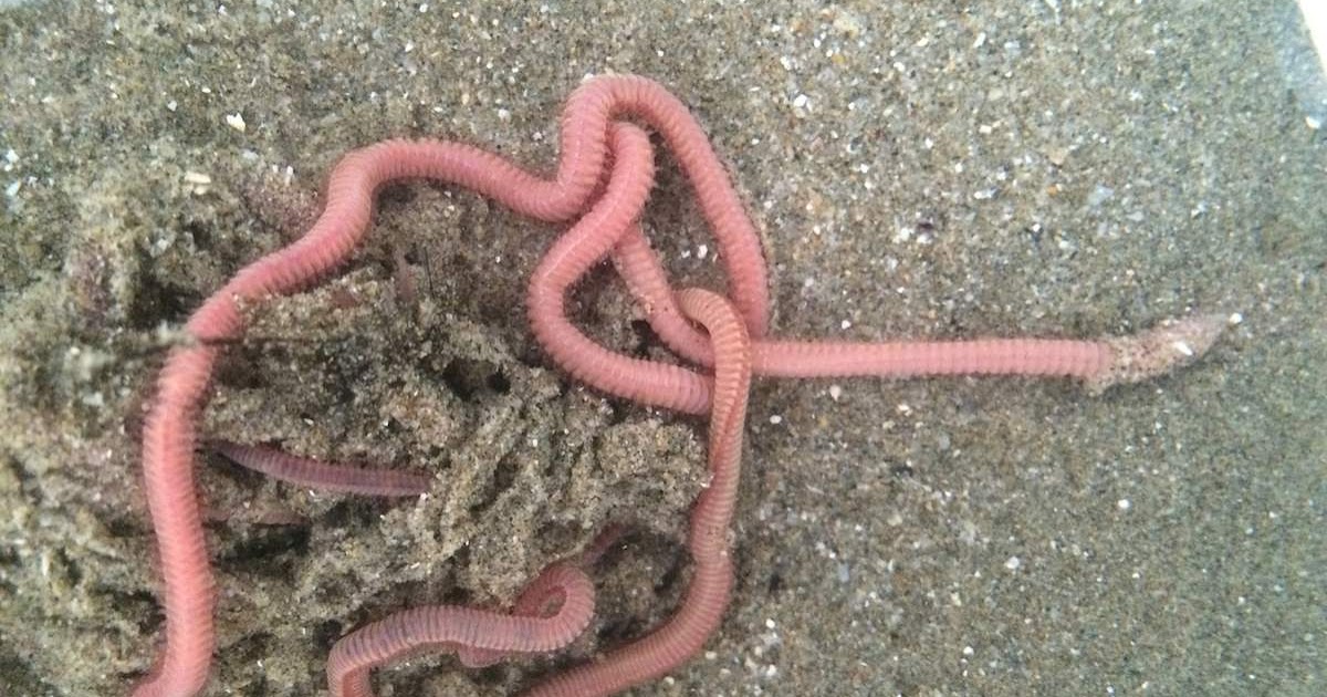 LE VER DE SABLE - APPÂTS de Surfcasting - La pêche en Surfcasting