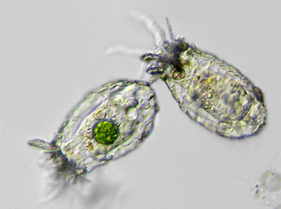 Variety of Life: Difflugia