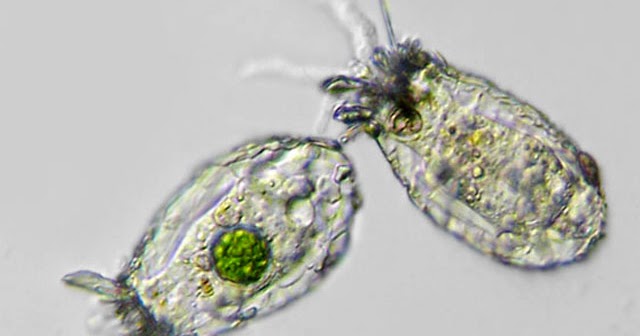 Variety of Life: Difflugia