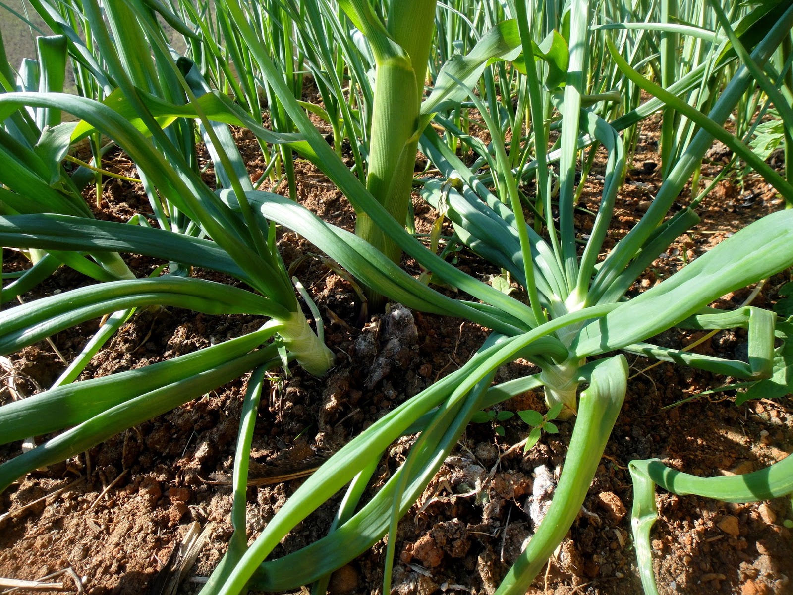 come-se: Cebolas: o jeito certo de cortar - e de plantar