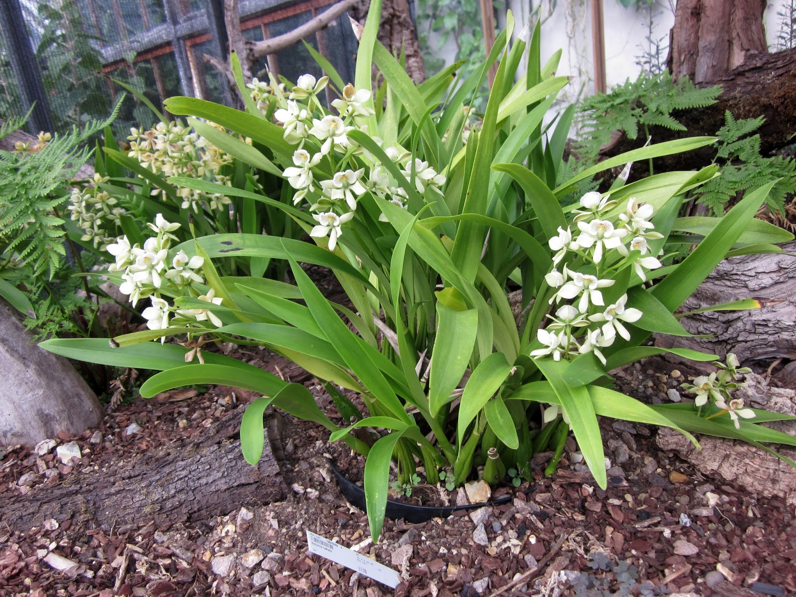Asociación Jalisciense de Orquideología: Descripciones de Plantas (O a P)