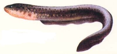 Amapá, minha amada terra!: LENDAS DO AMAPÁ - O Poraquê