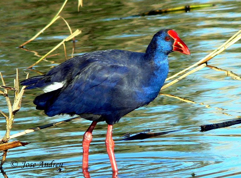 el pegolete: El gallo azul