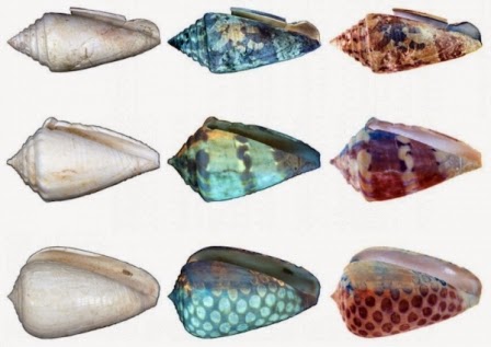 Ancient seashell coloration patterns revealed | Geology In