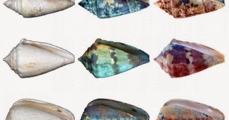 Ancient seashell coloration patterns revealed | Geology In