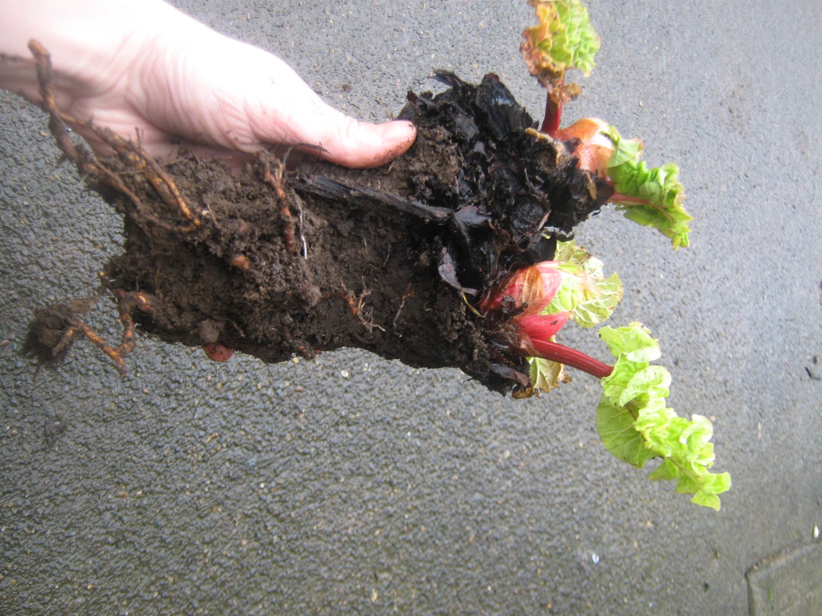 Simply Resourceful: Propagating Plants, Gathering Roots, and Digging Up ...