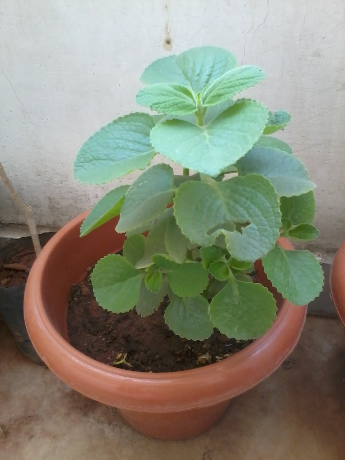 Herbal-Plants: Coleus aromaticus-Vamu