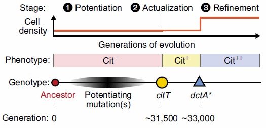 Sandwalk: On the unpredictability of evolution and potentiation in Lenski's long-term evolution ...
