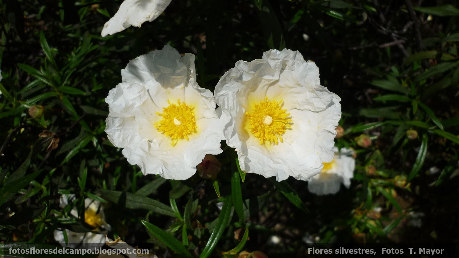 Flores y plantas silvestres: " Cistus ladanifer ". Jara común, Jara ...