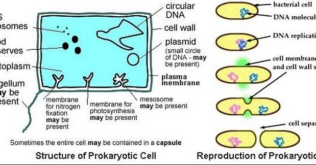 Reproduction Of Prokaryote |Genetic Engineering Info