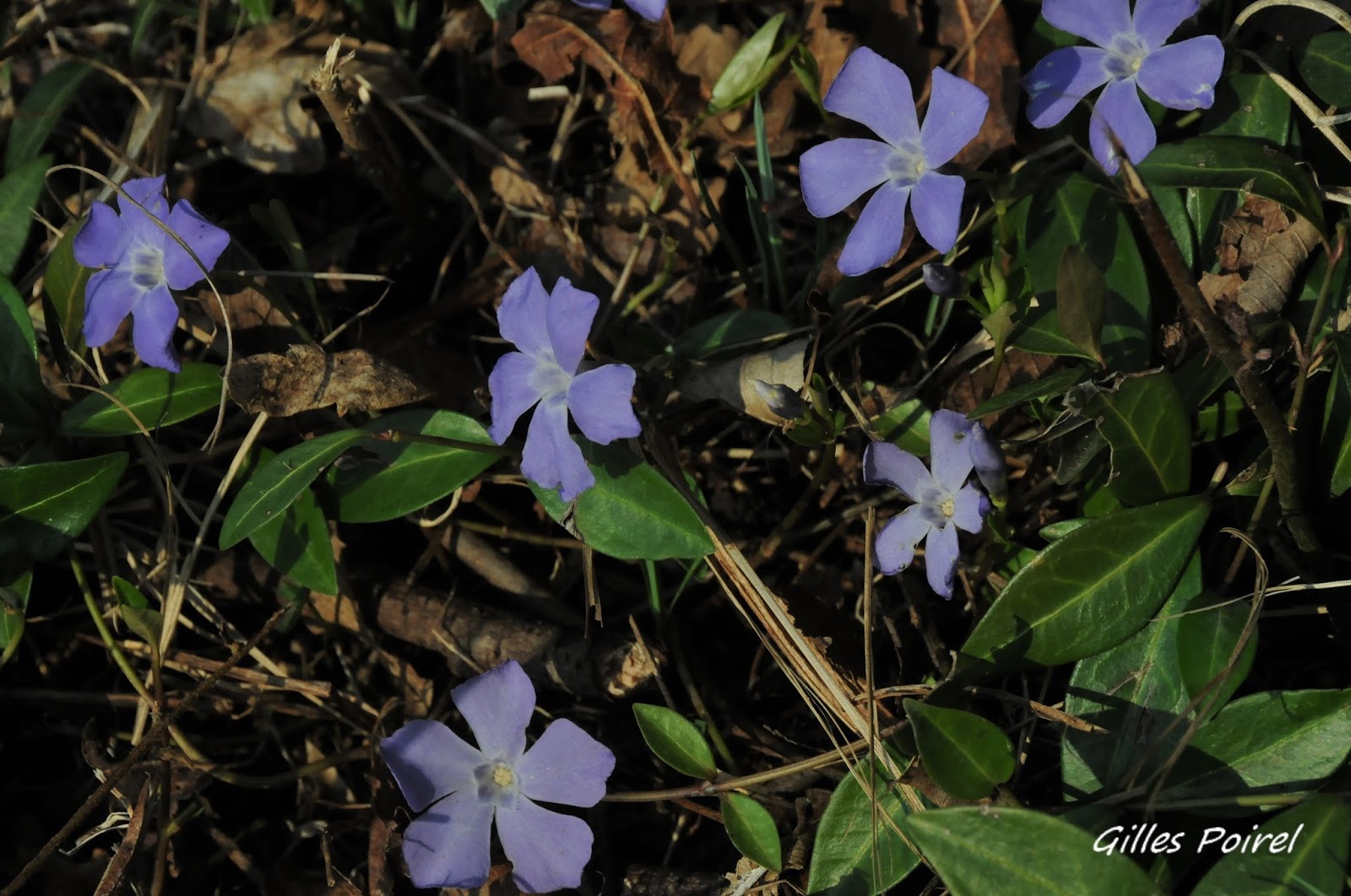 JURA, UNE TERRE, DES HOMMES: La Petite pervenche. Vinca minor.