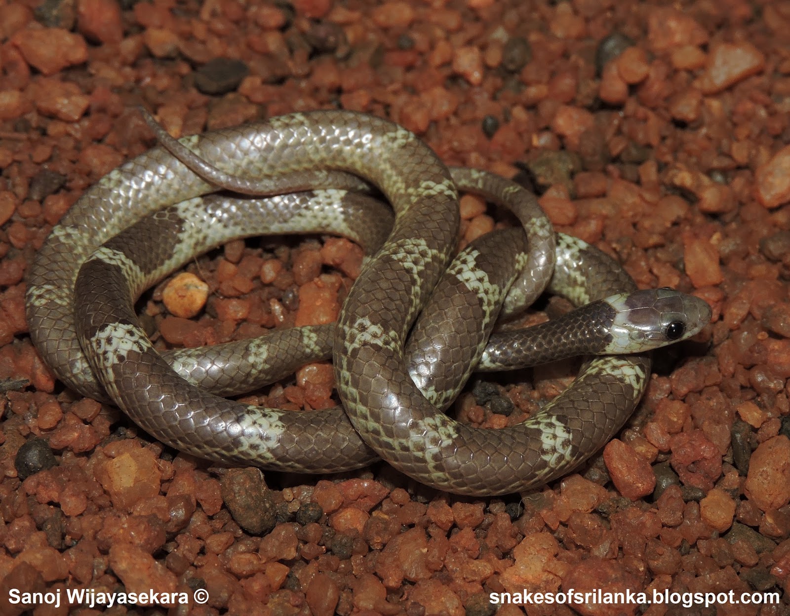 Common Bridal Snake/ගැට රදනකයා (Dryocalamus nympha-Daudin, 1803)
