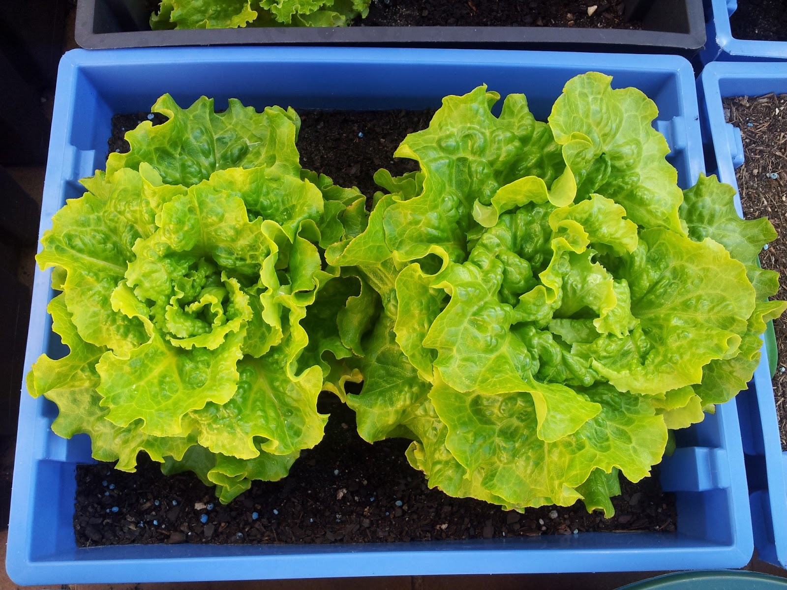 La Lechuga: Todo lo que necesitas saber | Jon´s Life