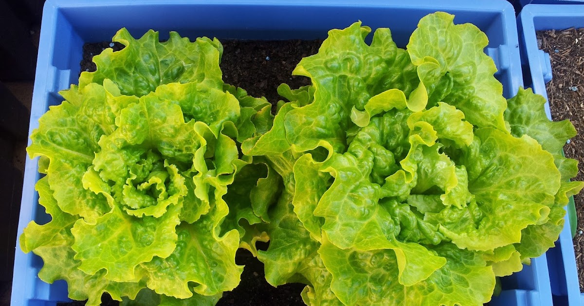 La Lechuga: Todo lo que necesitas saber | Jon´s Life