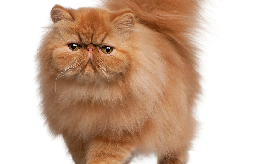 15 fotos gatos persas - Fotos de Gatos