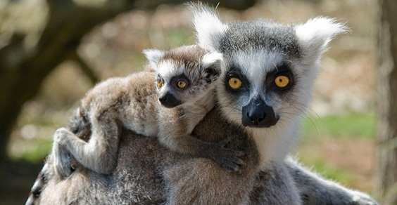 Il mio Madagascar : In Africa 25 specie di scimmie e primati rischiano ...
