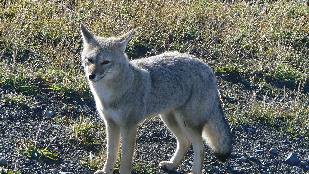 Abe's Animals: Gray foxes