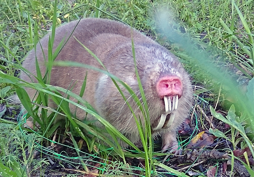 Remote Camera Trap - South Africa