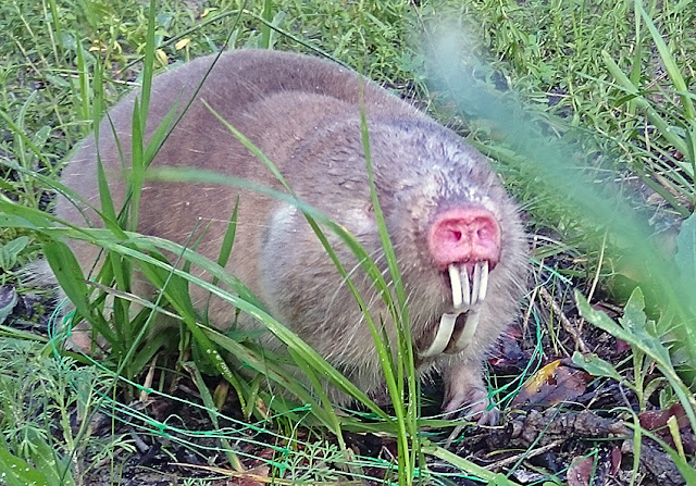 Remote Camera Trap - South Africa