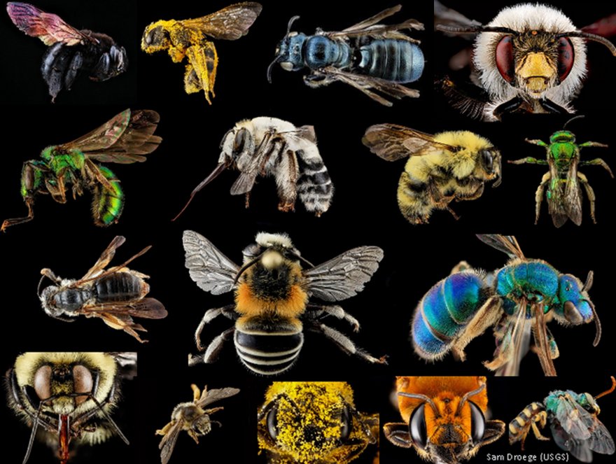 Polymath at Large: Must we get ready for a bee-free diet?