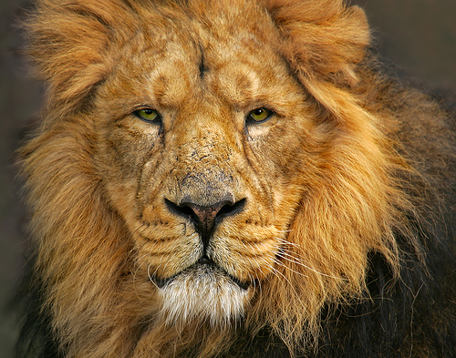 THE ASIATIC LION |The Garden of Eaden