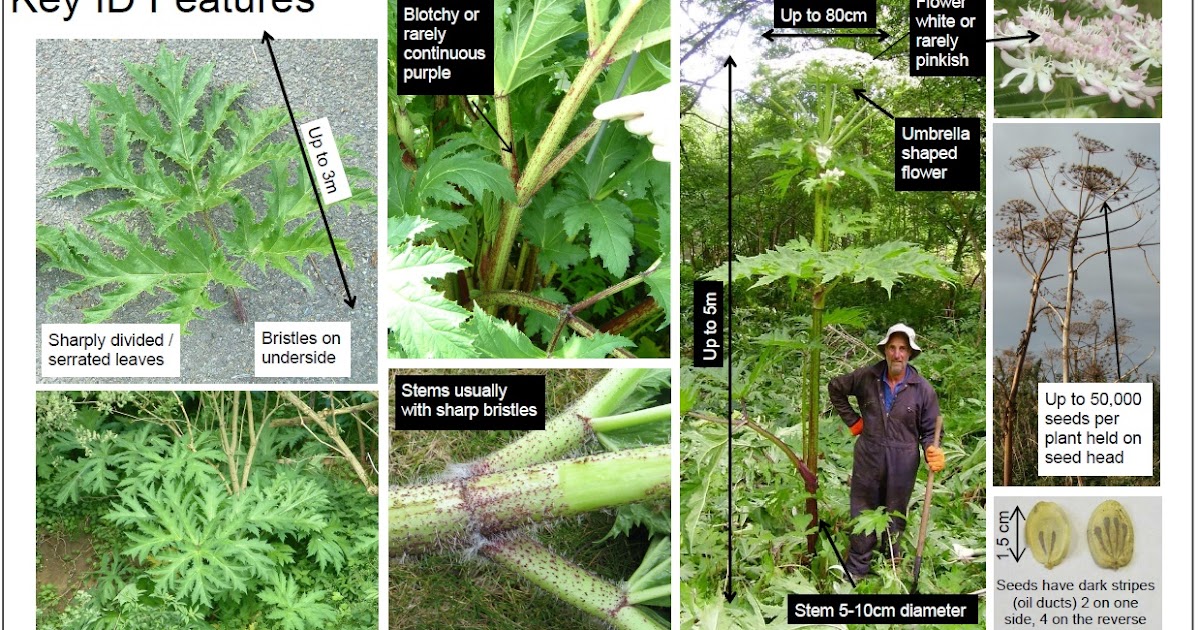 HOW TO RECOGNISE GIANT HOGWEED |The Garden of Eaden